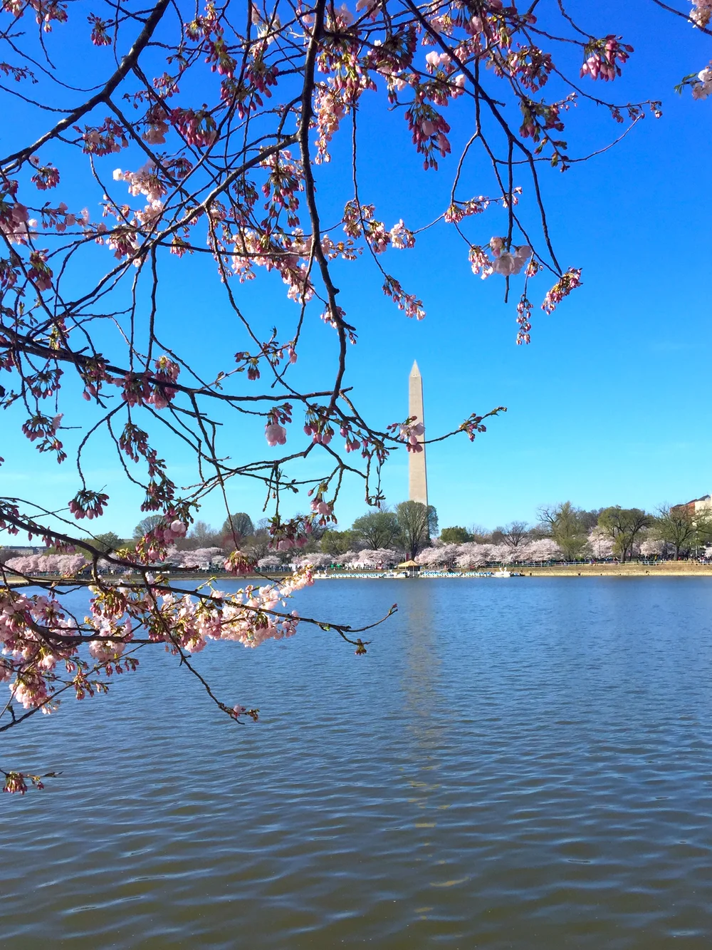 Spring in Washington 華盛頓之春 — Jennifer's World