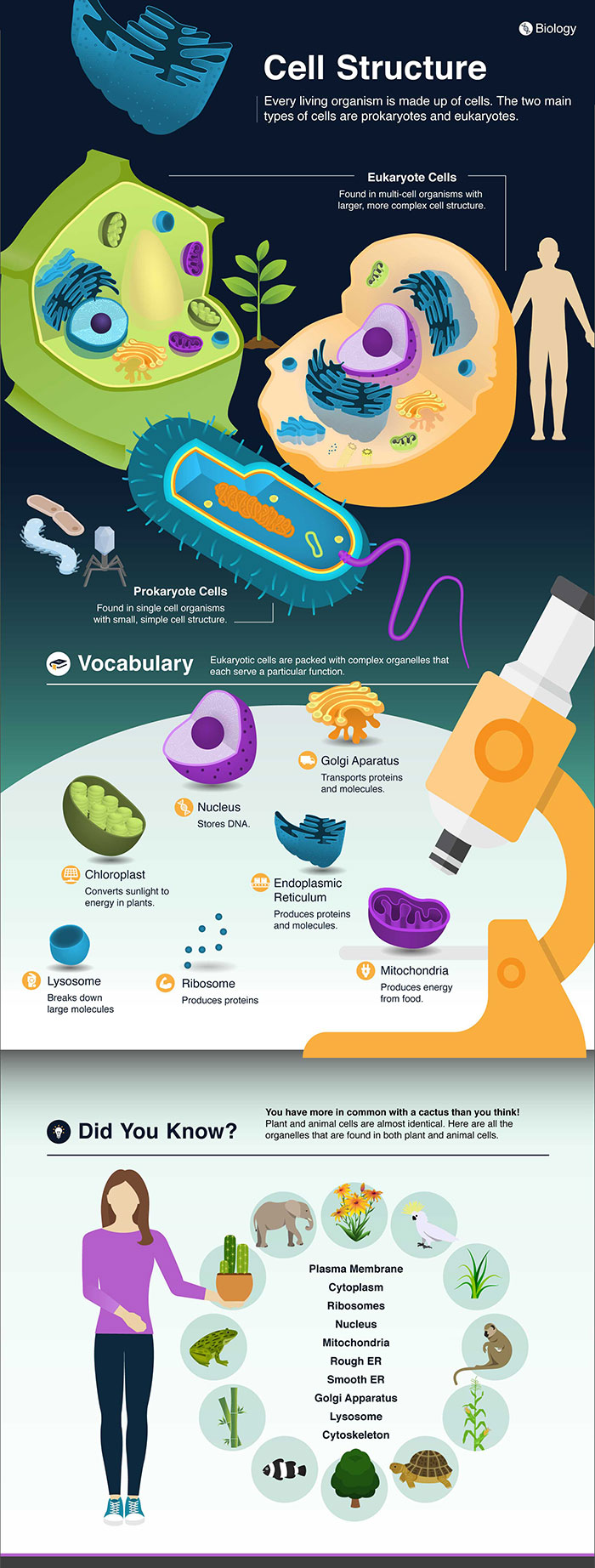 Cell Structure Infographic — Jenn Stytz