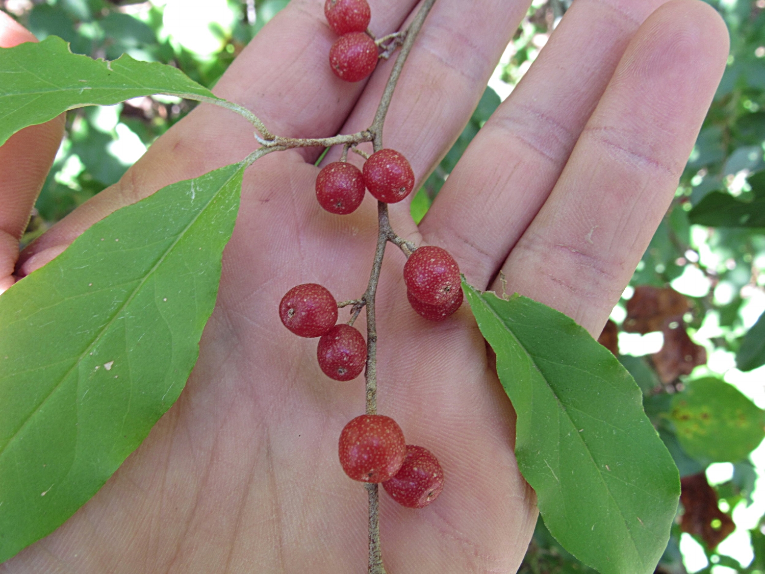 Autumn Olives - The Invasive Superberry — Northeast Superfoods