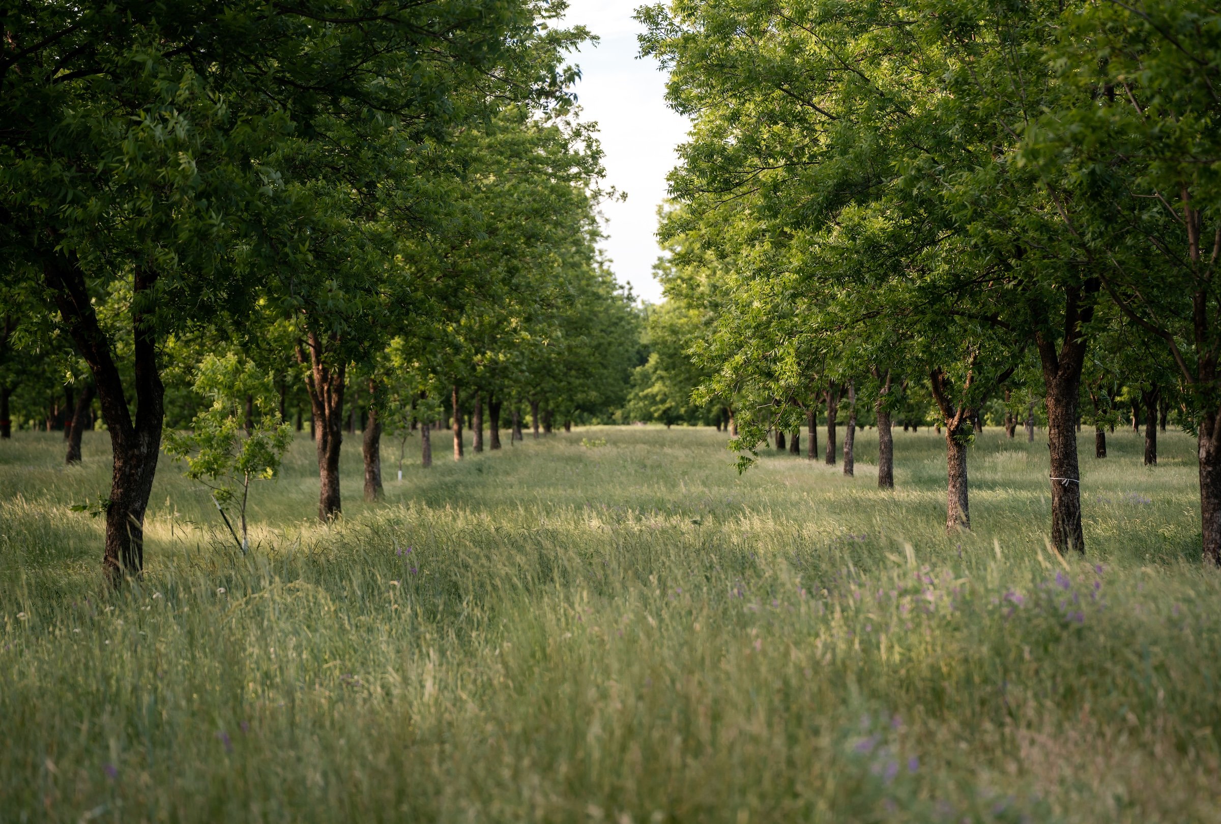 Great Buffalo Pecan Farm