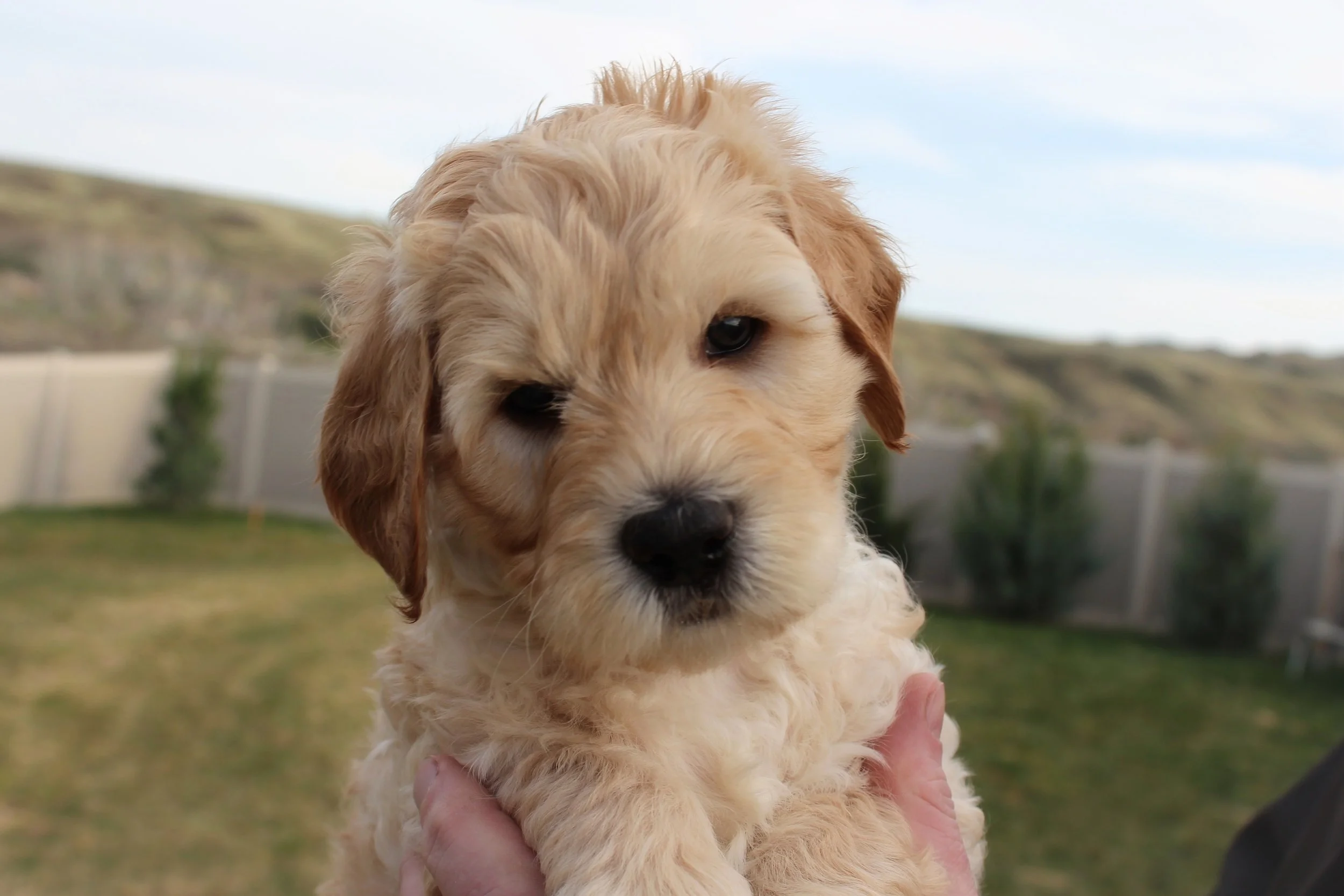 Loyal Heart Labradoodles