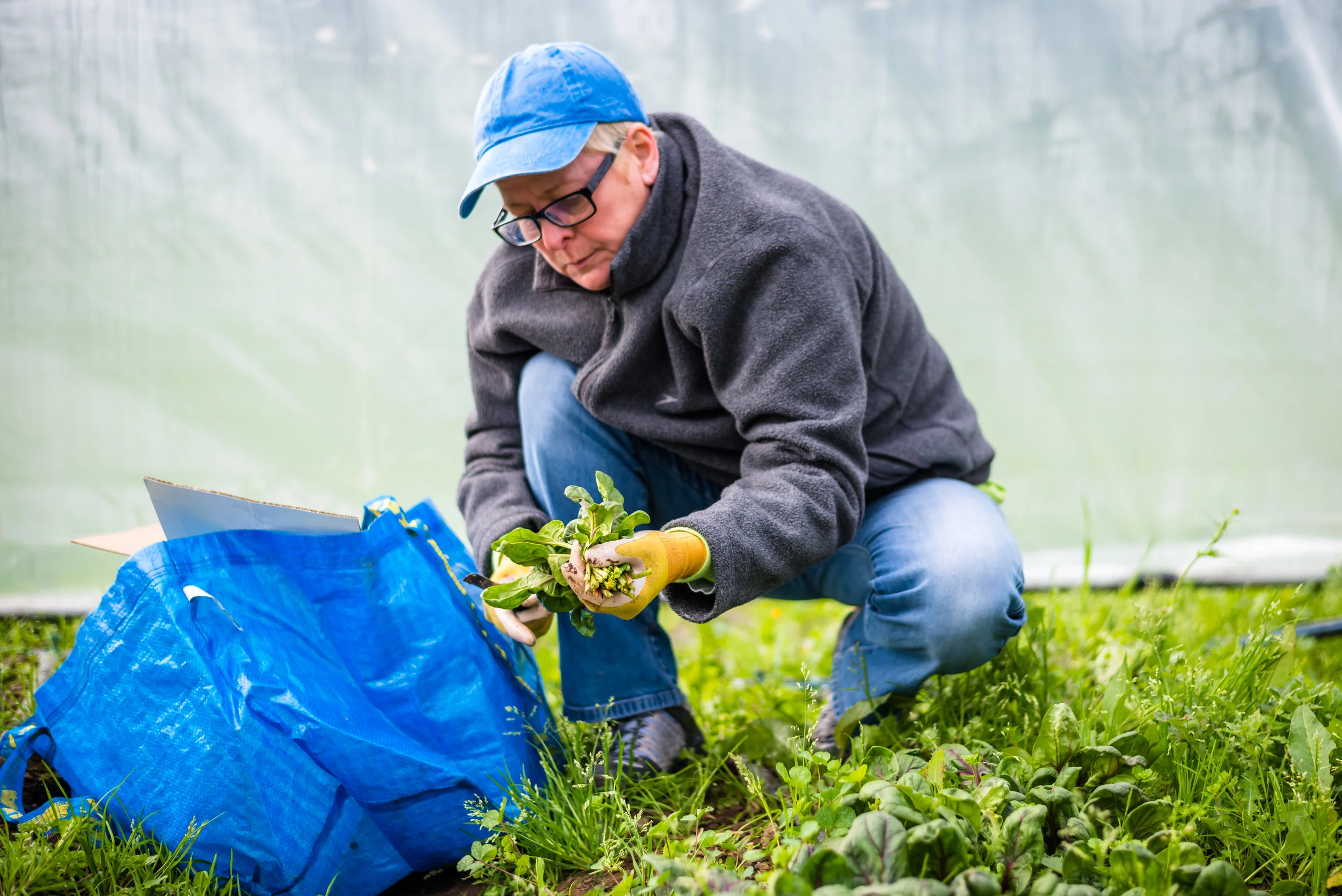 Gleaning — Farm to Pantry