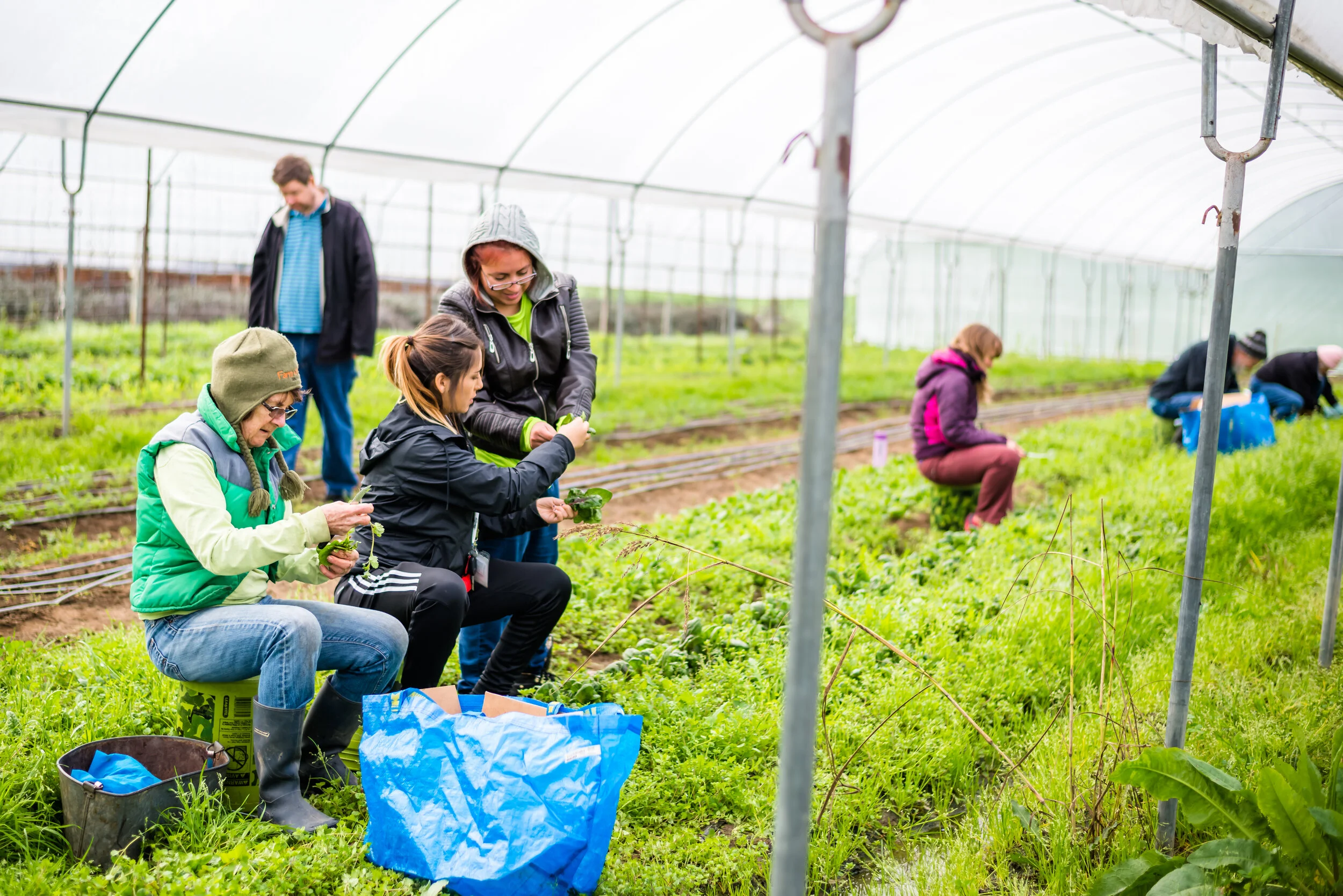 Team Glean — Farm to Pantry