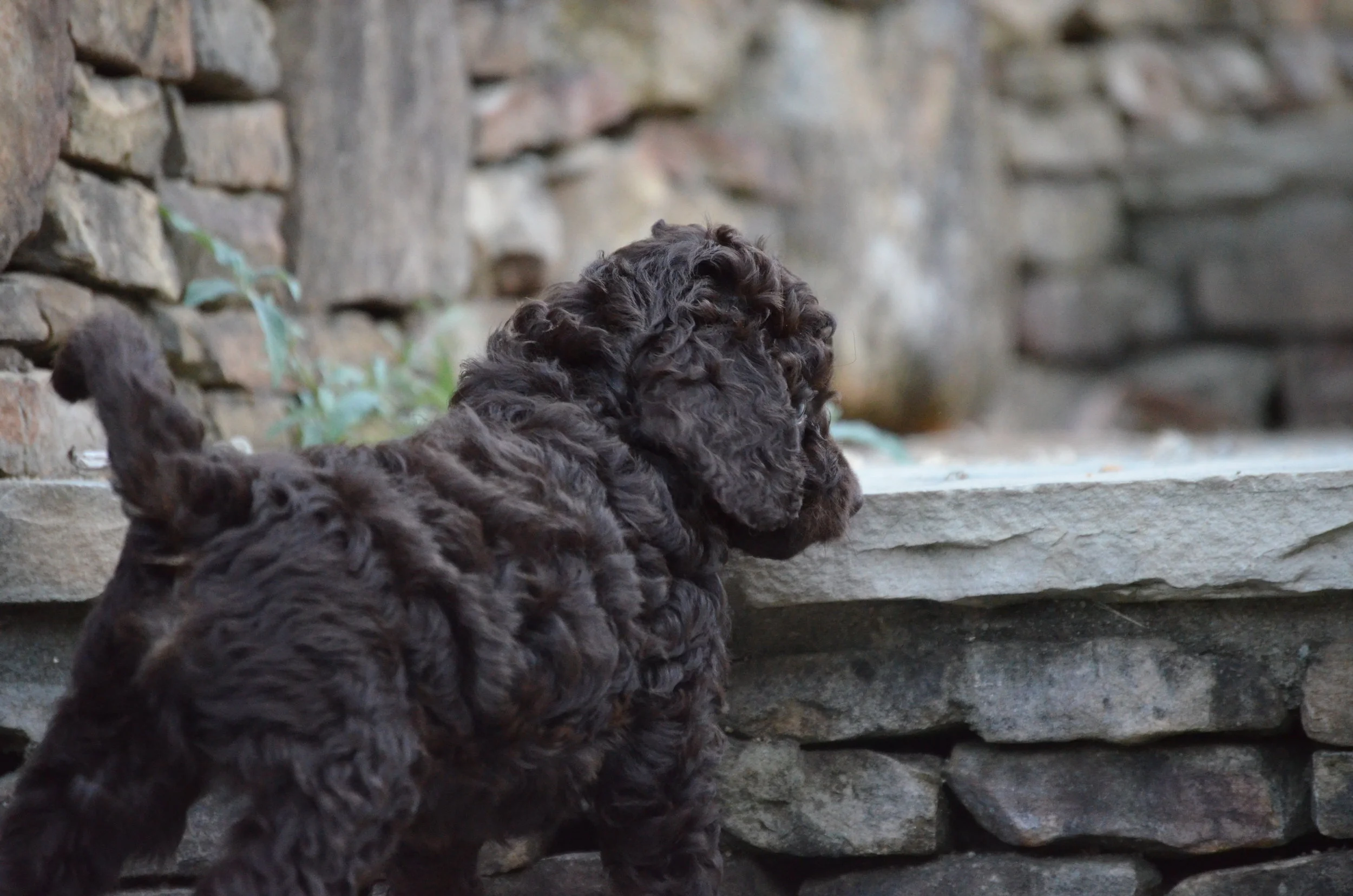 Colors — Best Cockapoos