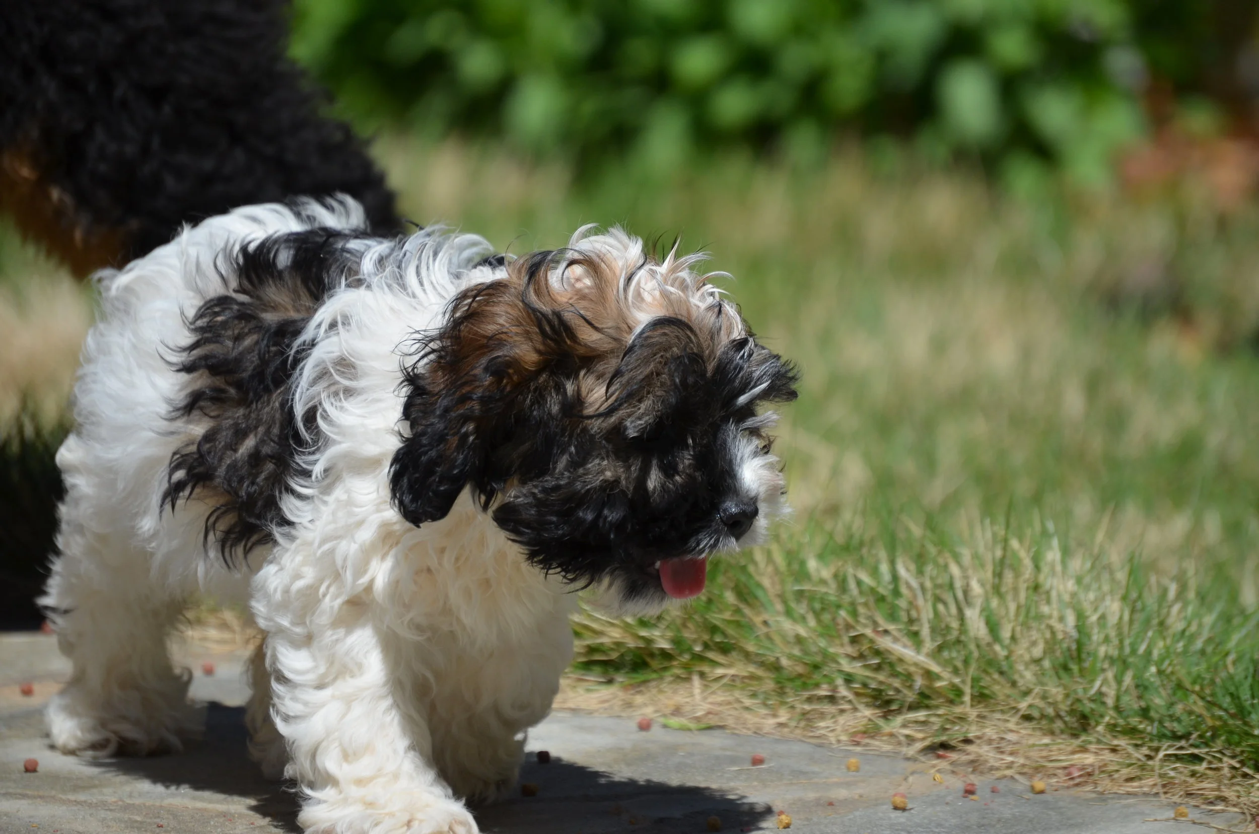 Colors — Best Cockapoos