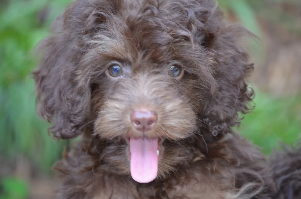 How Much Is A Cockapoo Puppy