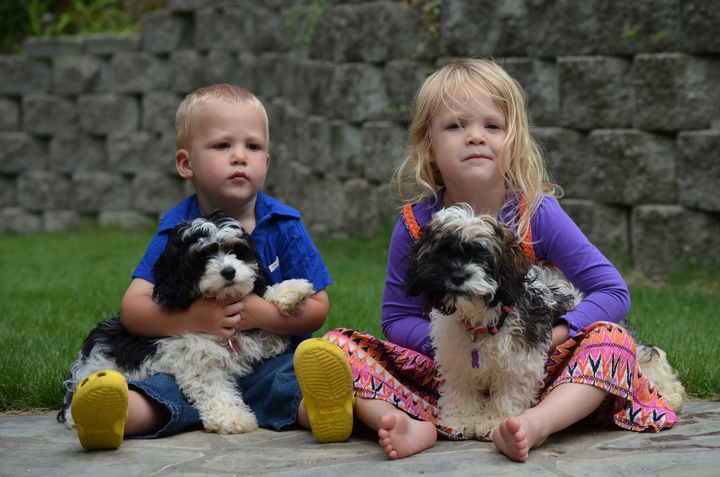 Cockapoos — Best Cockapoos