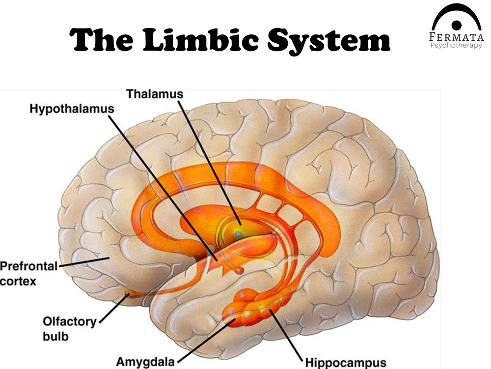 Trauma and the Brain | Fermata Psychotherapy | Chicago, IL
