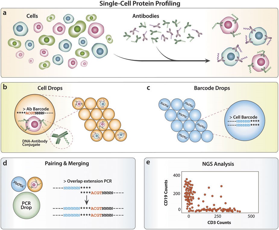 Single-Cell Analysis — Abate Lab at UCSF Single-Cell Analysis — Abate Lab at UCSF