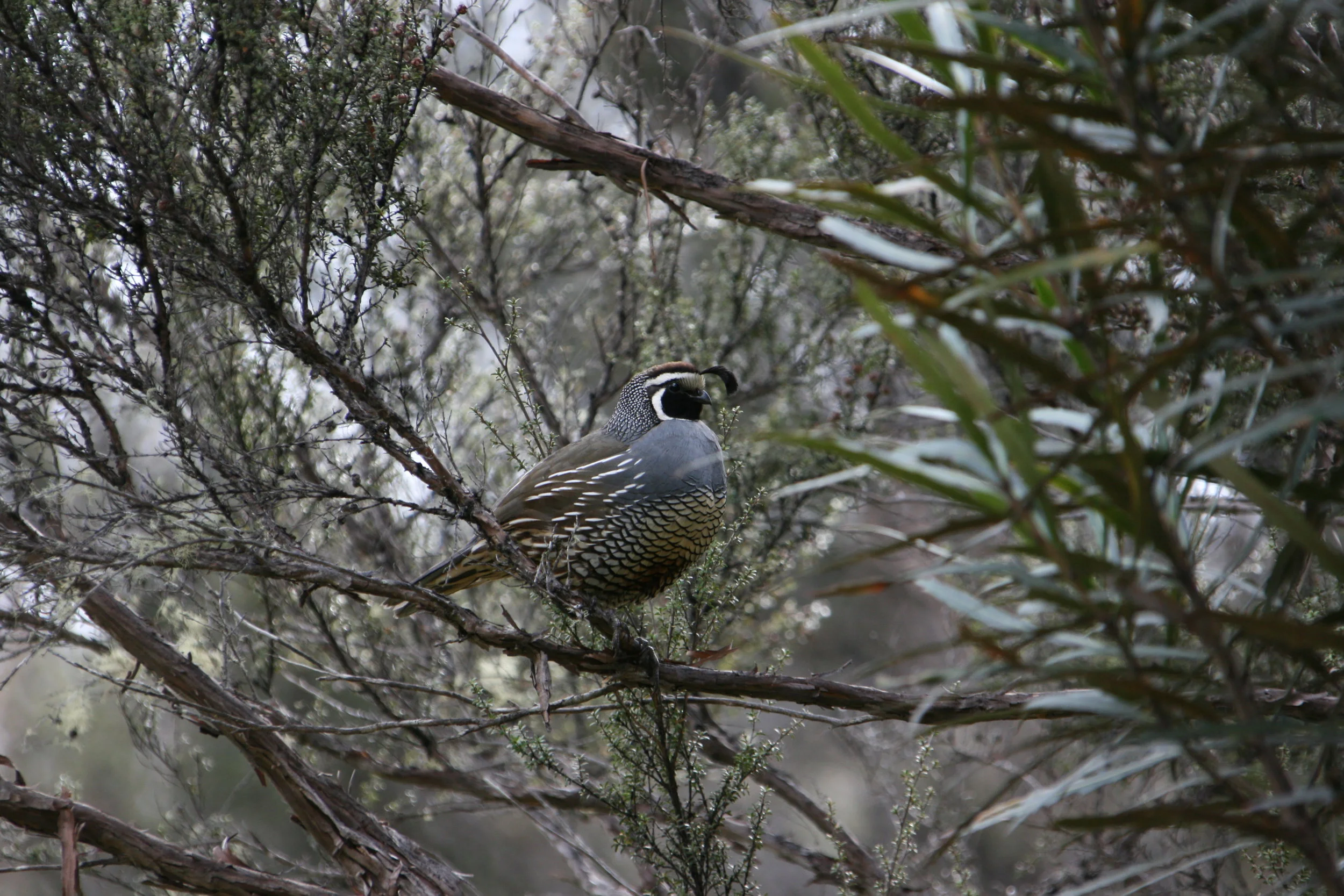 Avon Valley Safaris © - Hunting