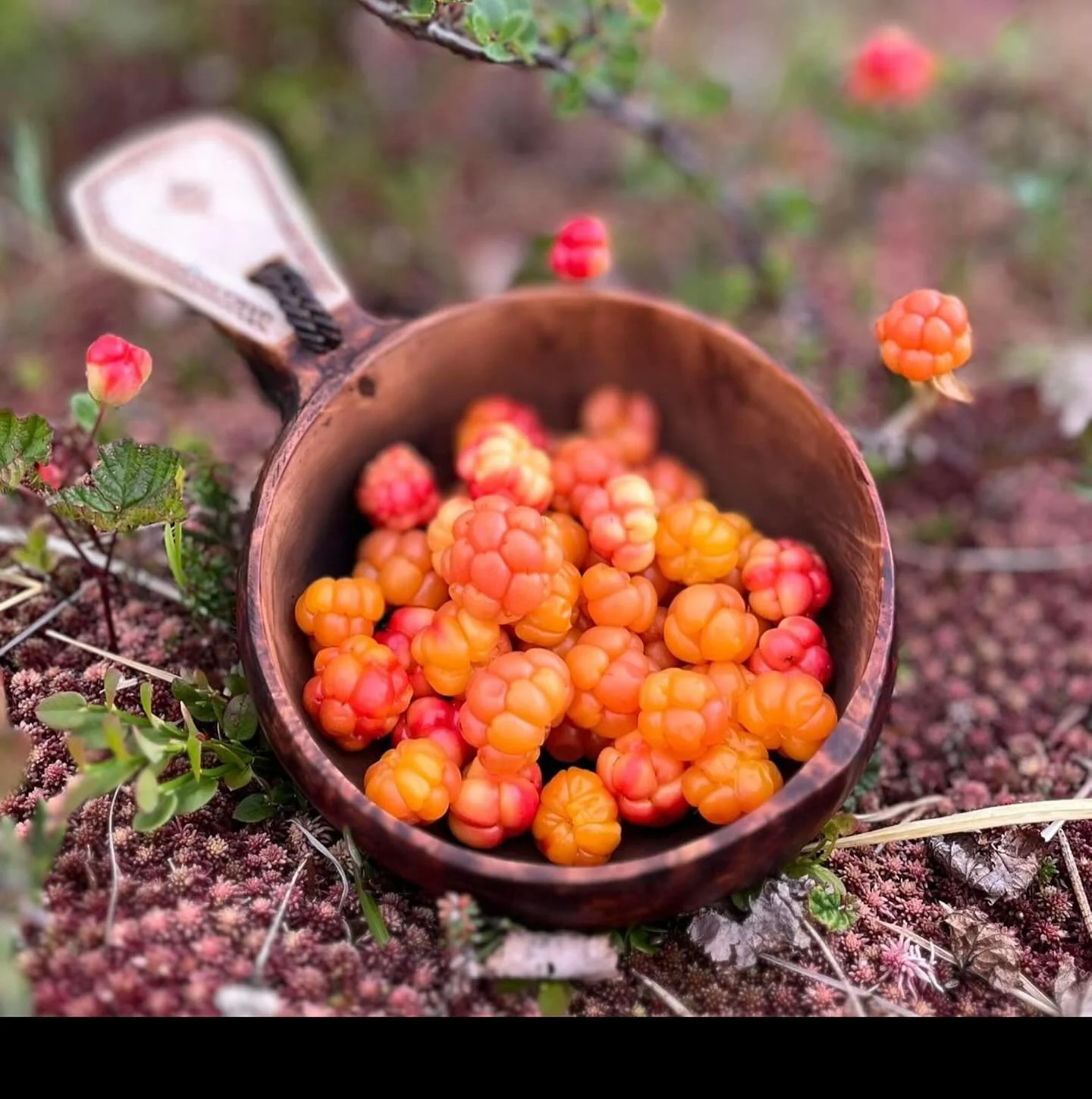 Fjellstyrene i Norge