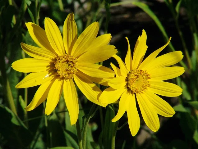 Native Plants — Teton Conservation District