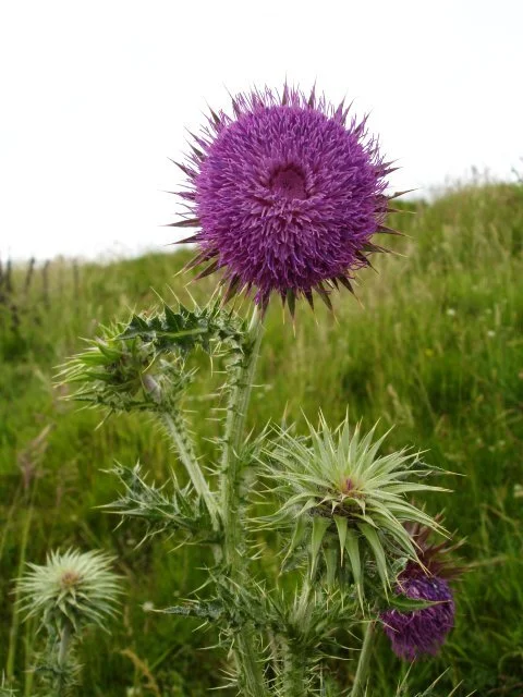 'Tis the Season of Thistles — Teton Conservation District