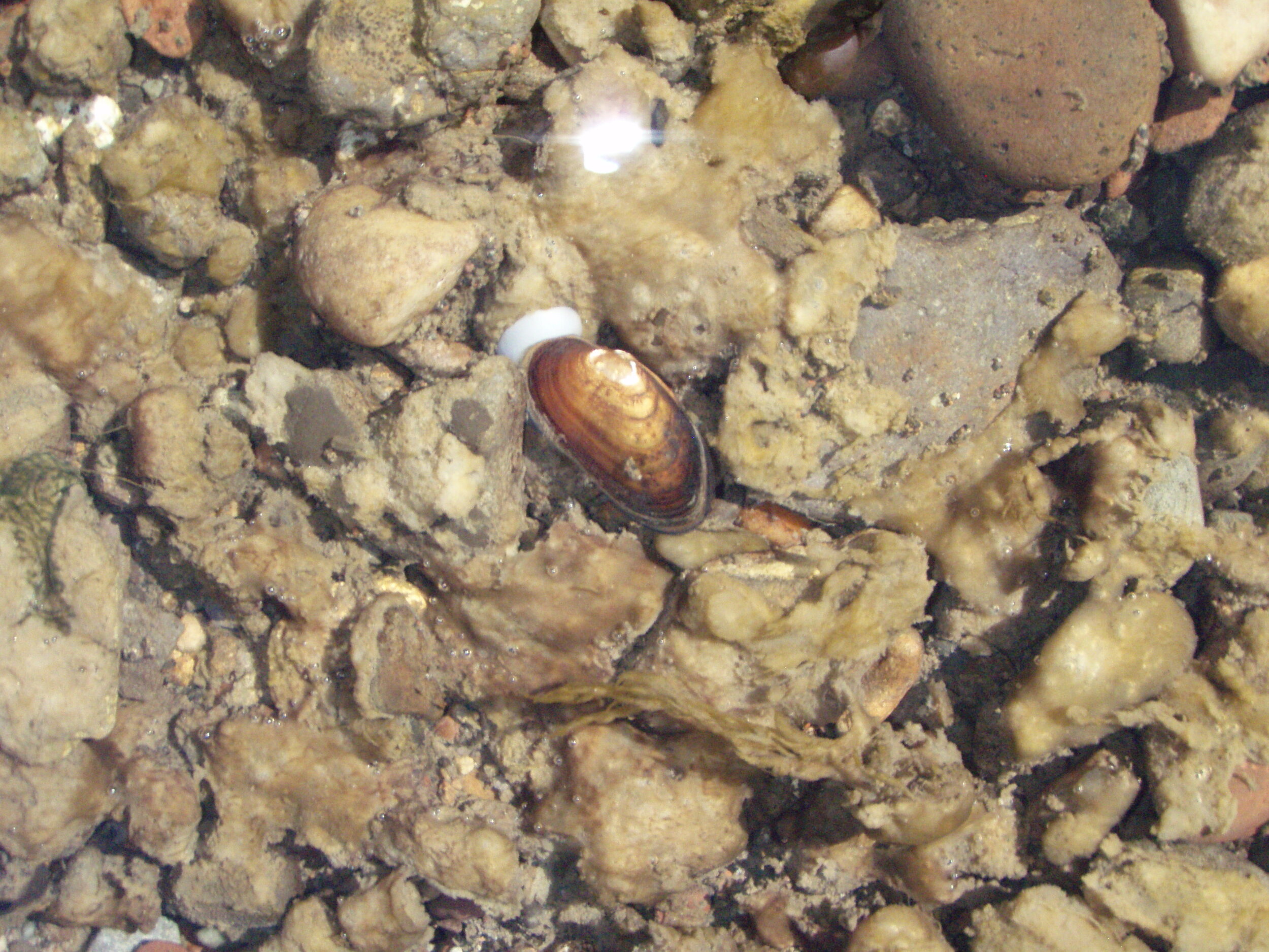 Mollusk Mystery — Teton Conservation District