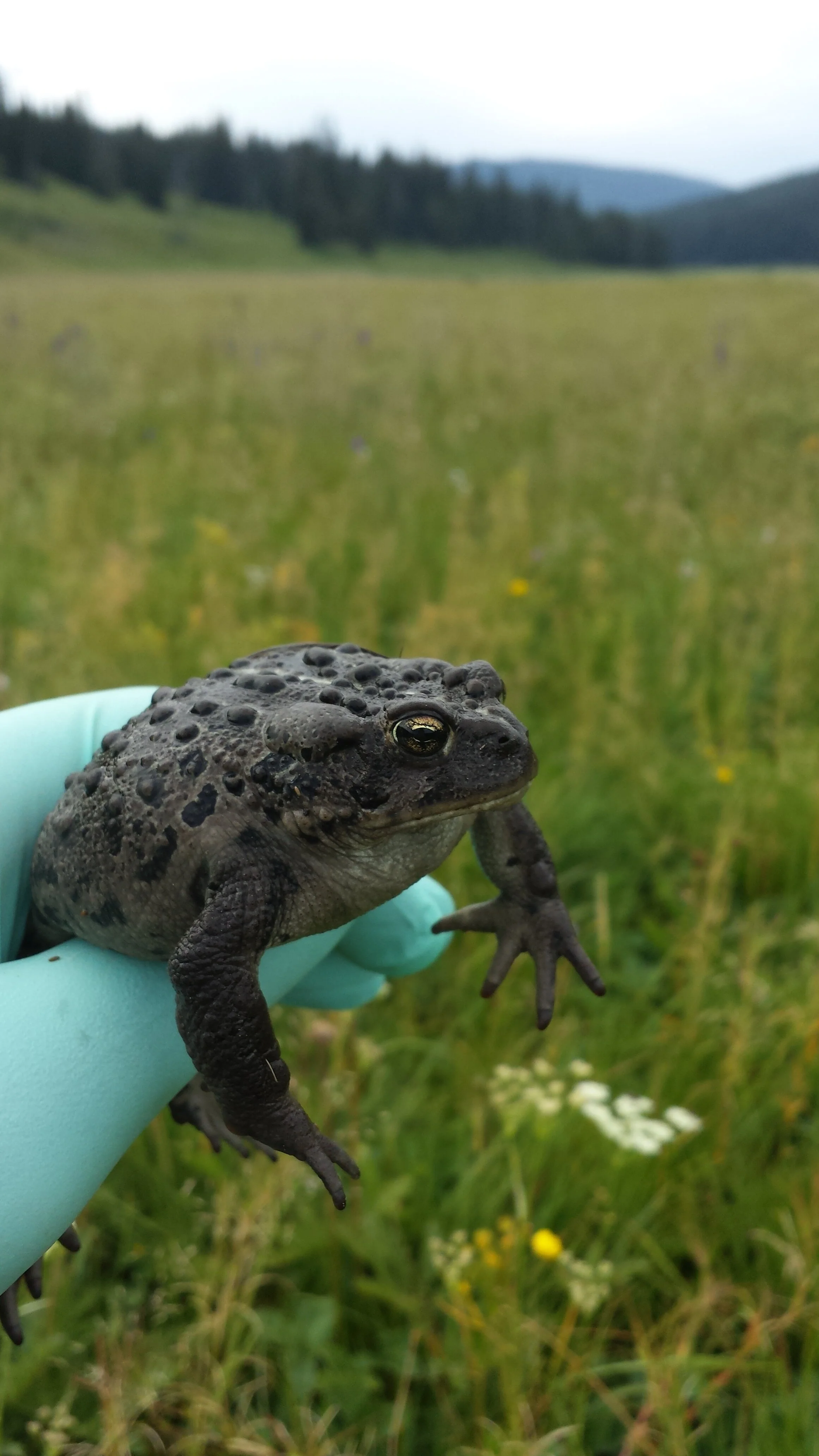 Wildlife Monitoring — Teton Conservation District