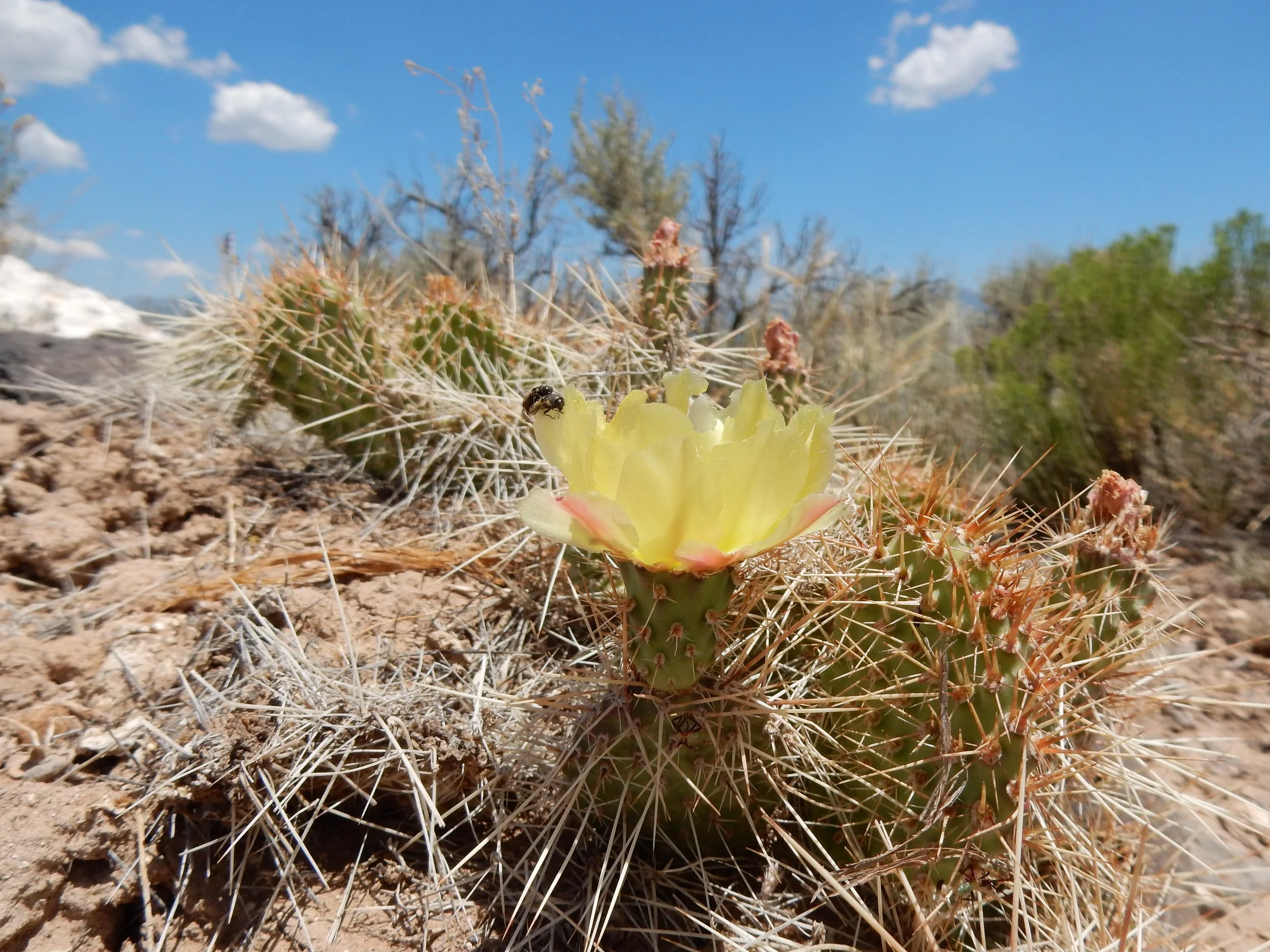 The Coolest Cacti in the West — Teton Conservation District