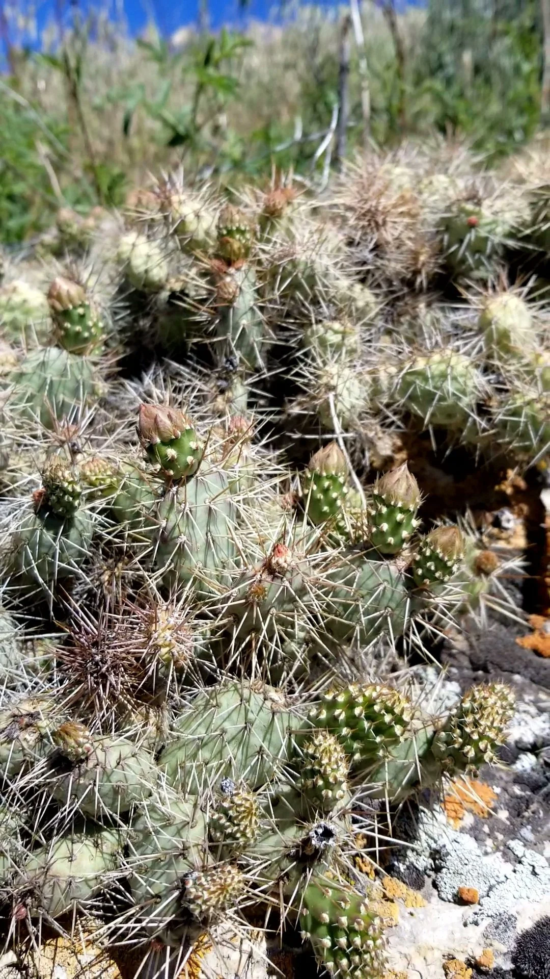 The Coolest Cacti in the West — Teton Conservation District