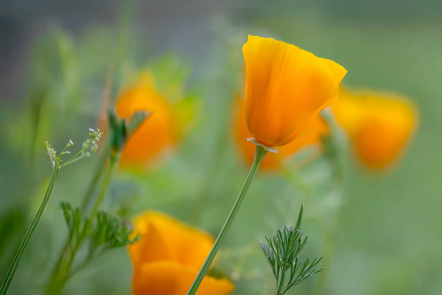 David J Grenier - Fine Art Photography