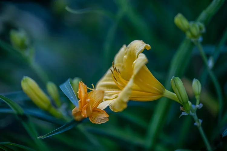 David J Grenier - Fine Art Photography