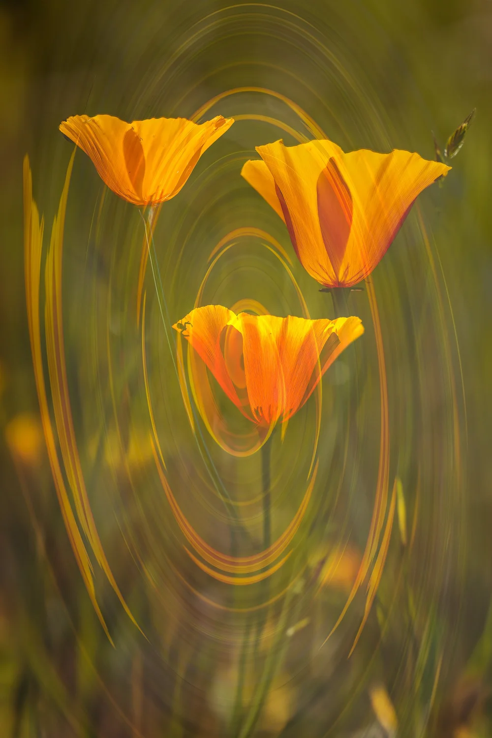 David J Grenier - Fine Art Photography