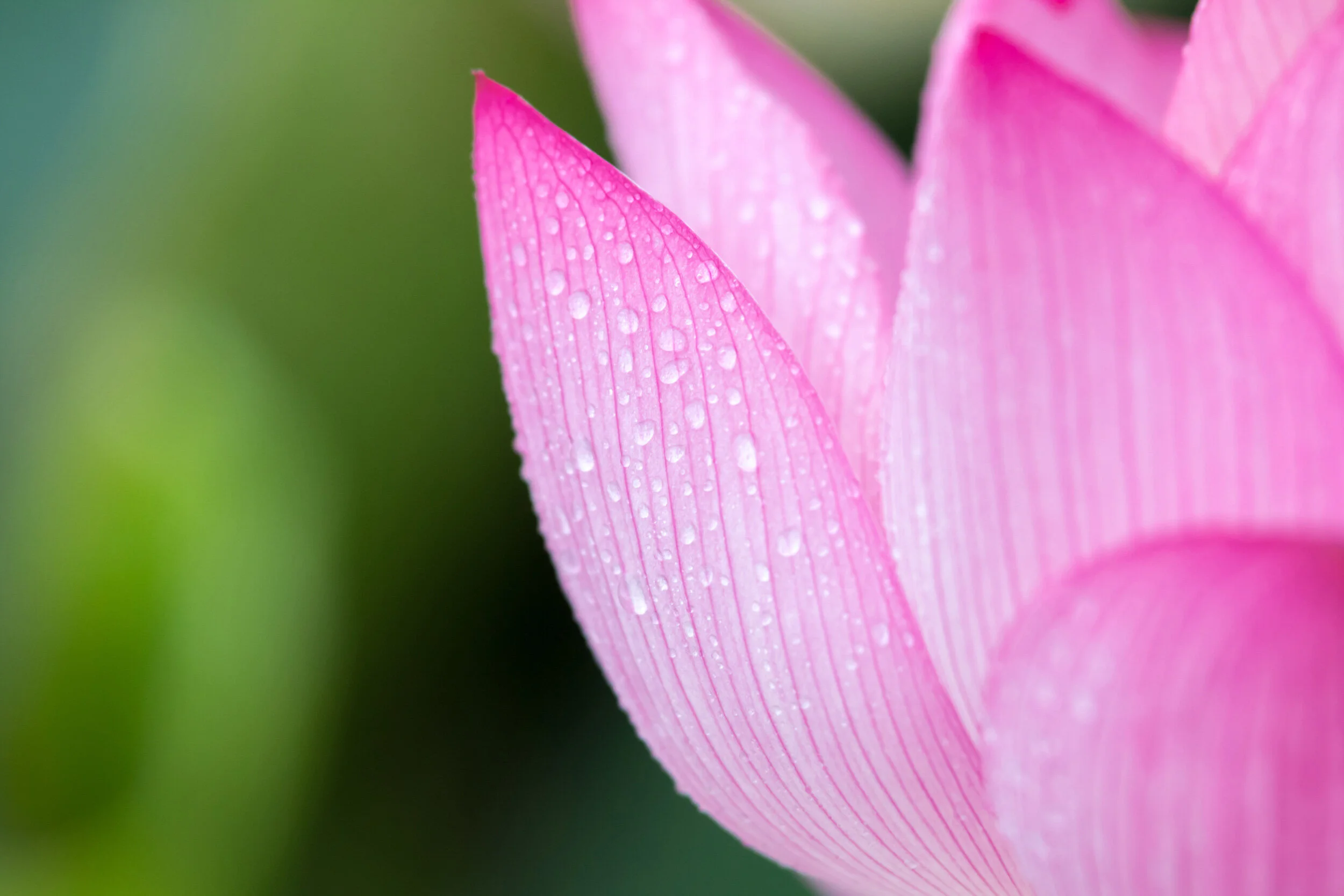 Lotus Dental Wellness