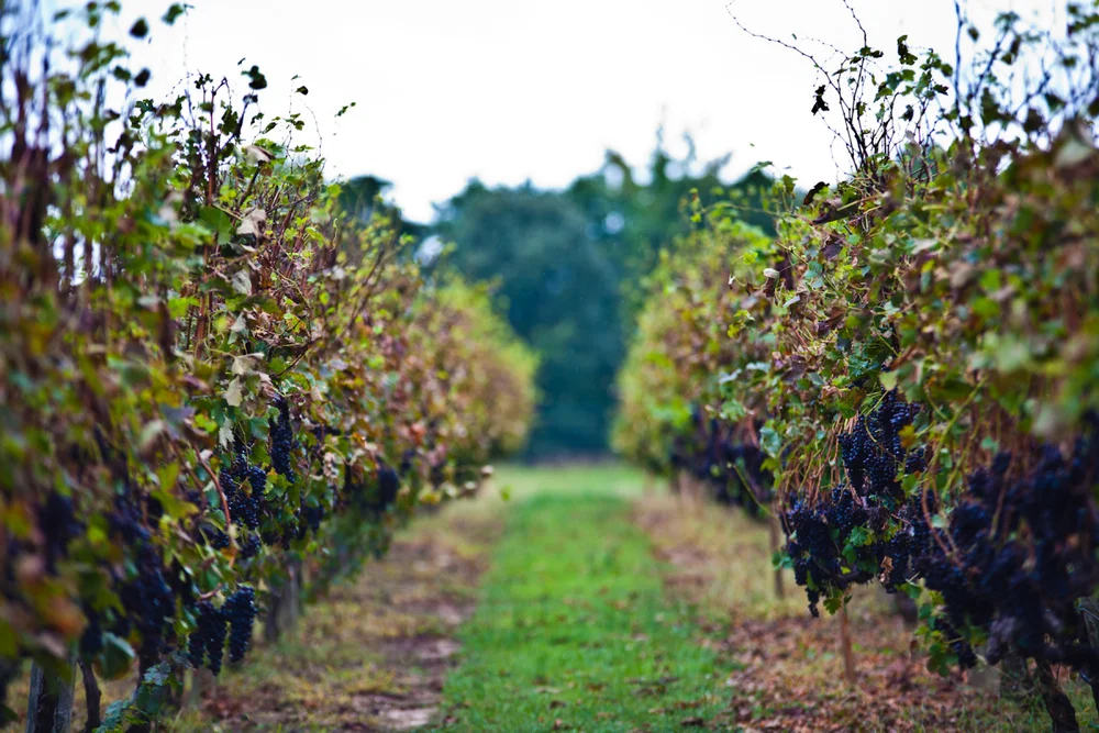 Hunting Creek Vineyards