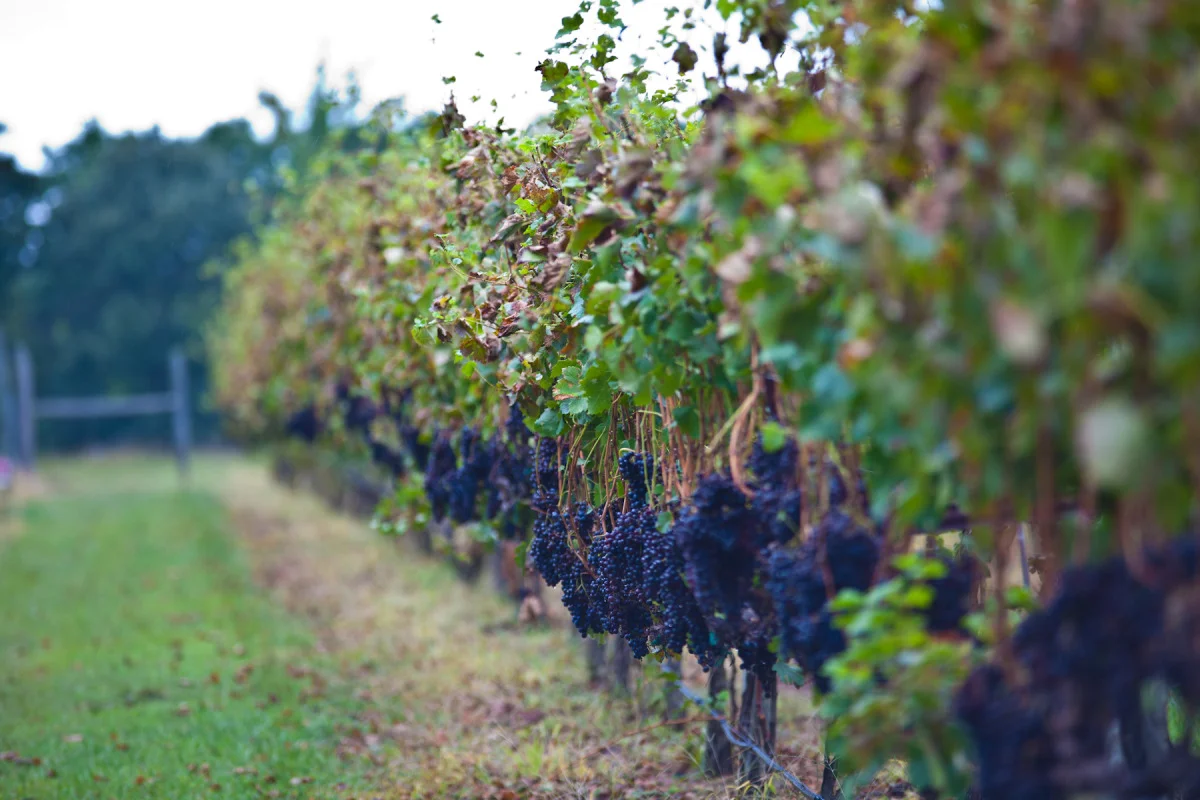 Hunting Creek Vineyards