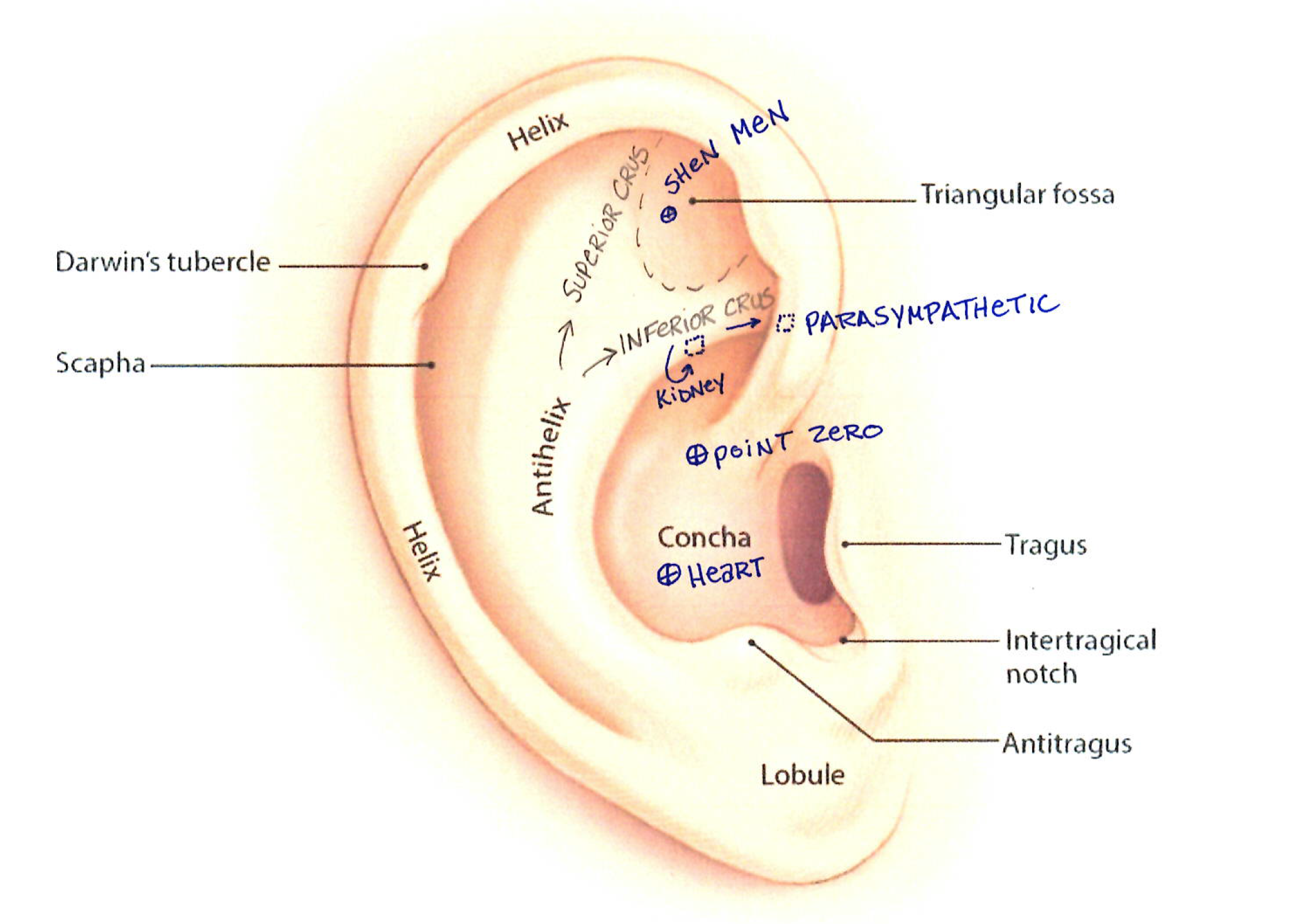 Let Me Plant A Seed In Your Ear Literally Jade Jasmine Healing Arts