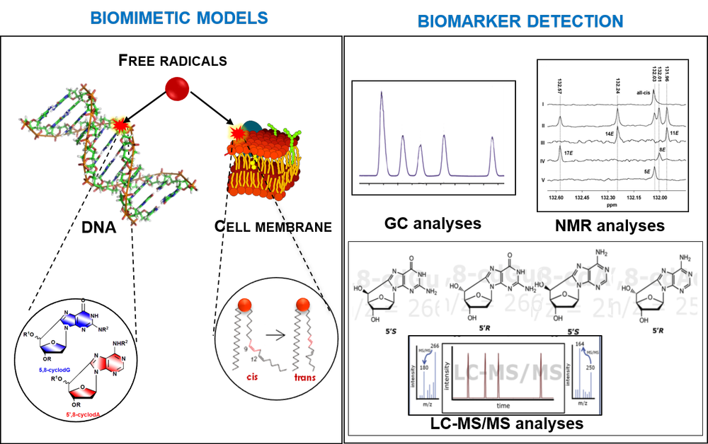 Biomimetic Model — Chatgilialoglu Group