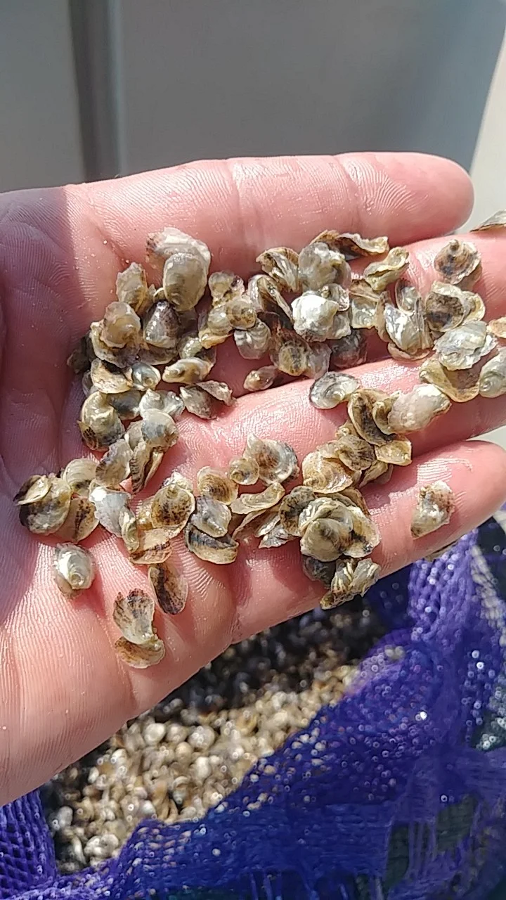 The Mashpee Wampanoag Tribe Shellfish Farm is Growing and Looking for ...