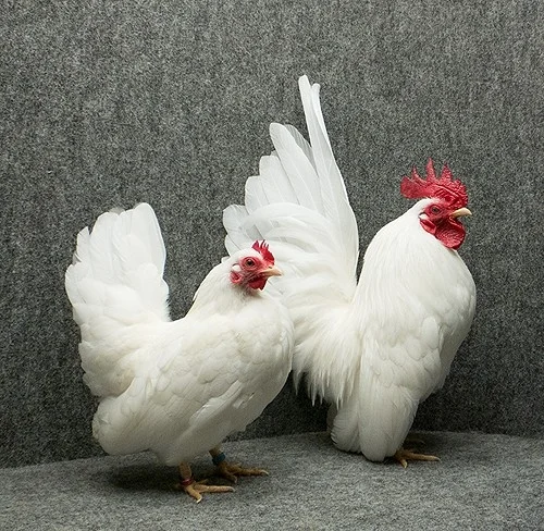 General — American Bantam Association