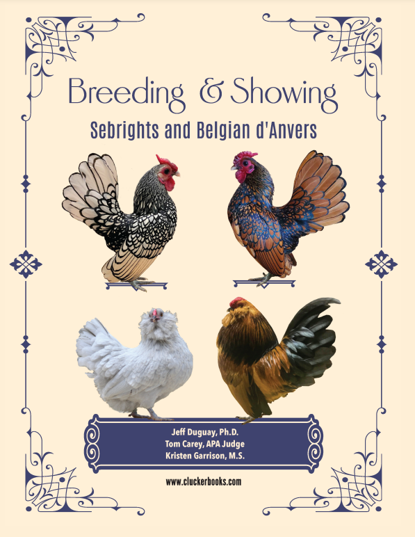 Breeding and Showing Sebrights and Belgian d’Anvers By Jeff Duguay, Ph ...