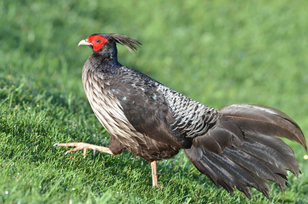 Birds of Makani — Makani Golf Club