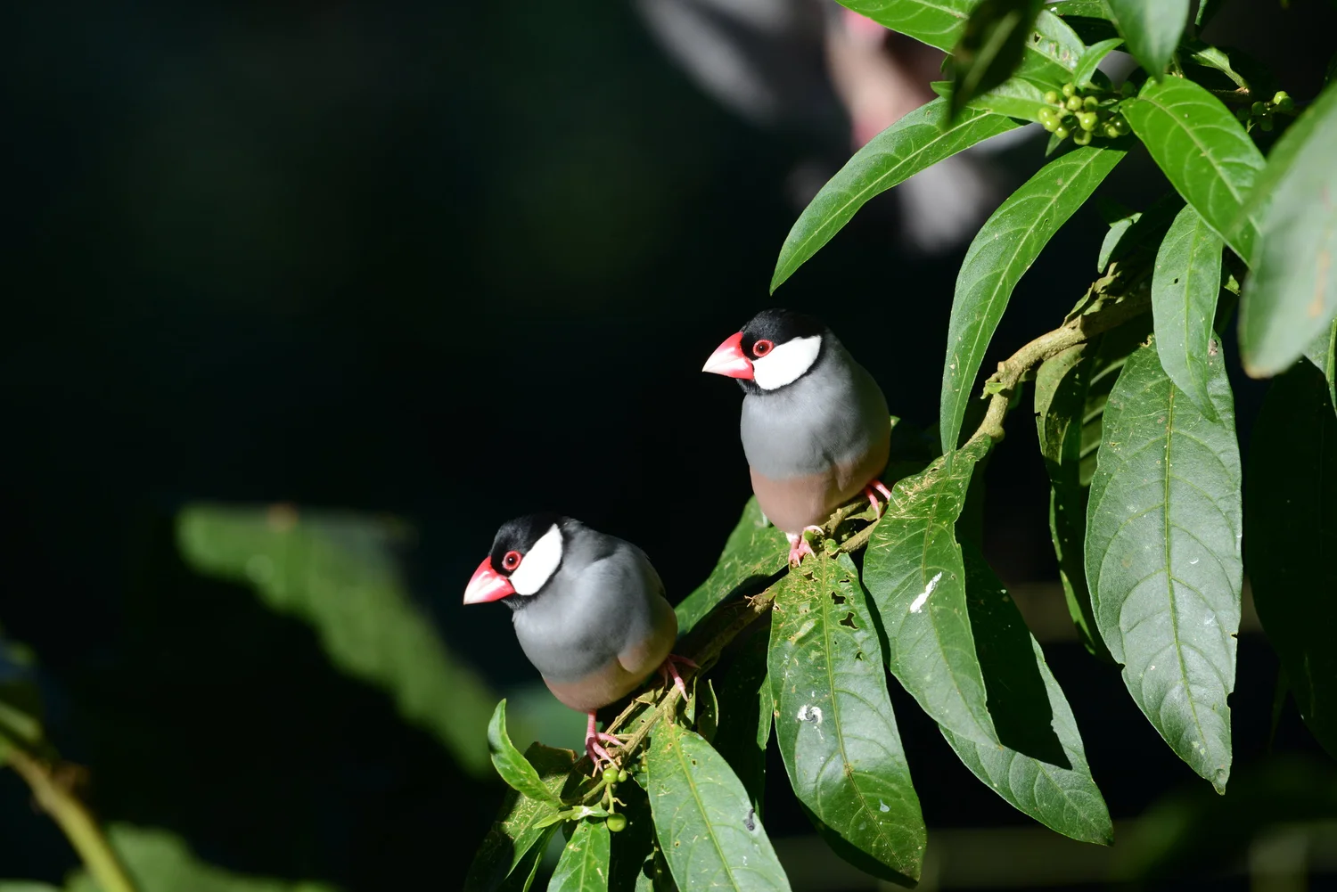 Birds of Makani — Makani Golf Club
