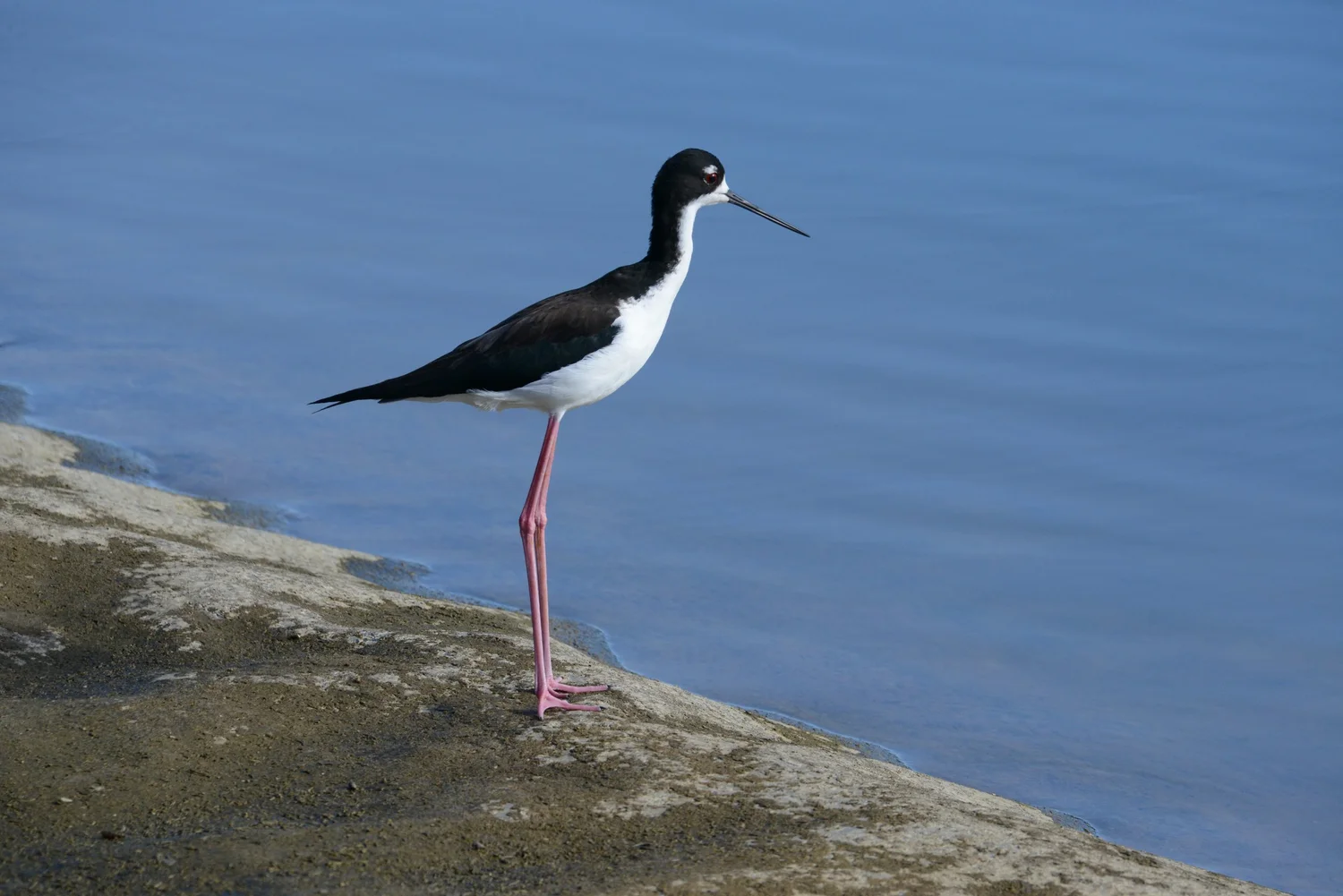 Birds of Makani — Makani Golf Club