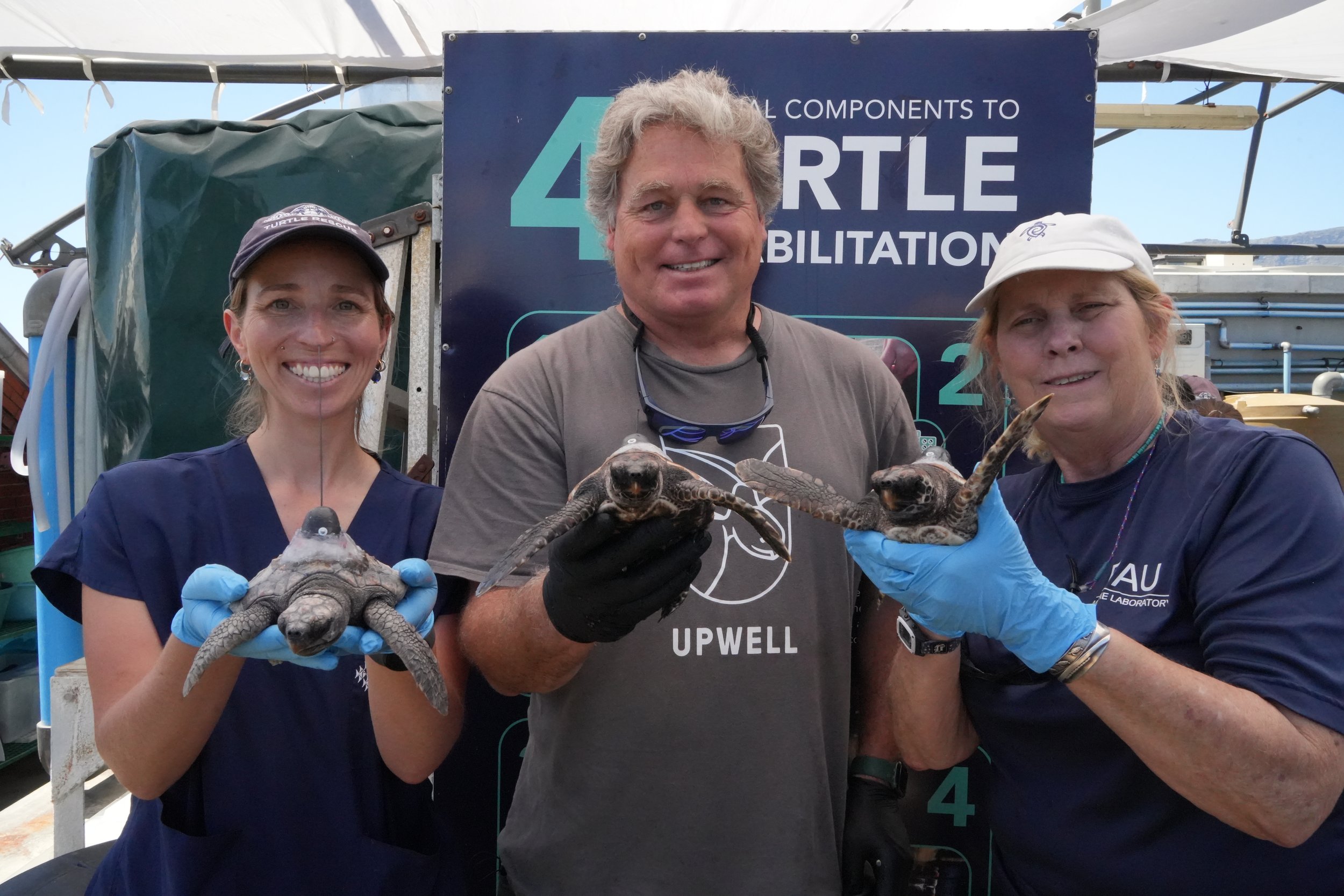 Trans-Atlantic Collaboration Tracks Turtles into their Lost Years — Upwell