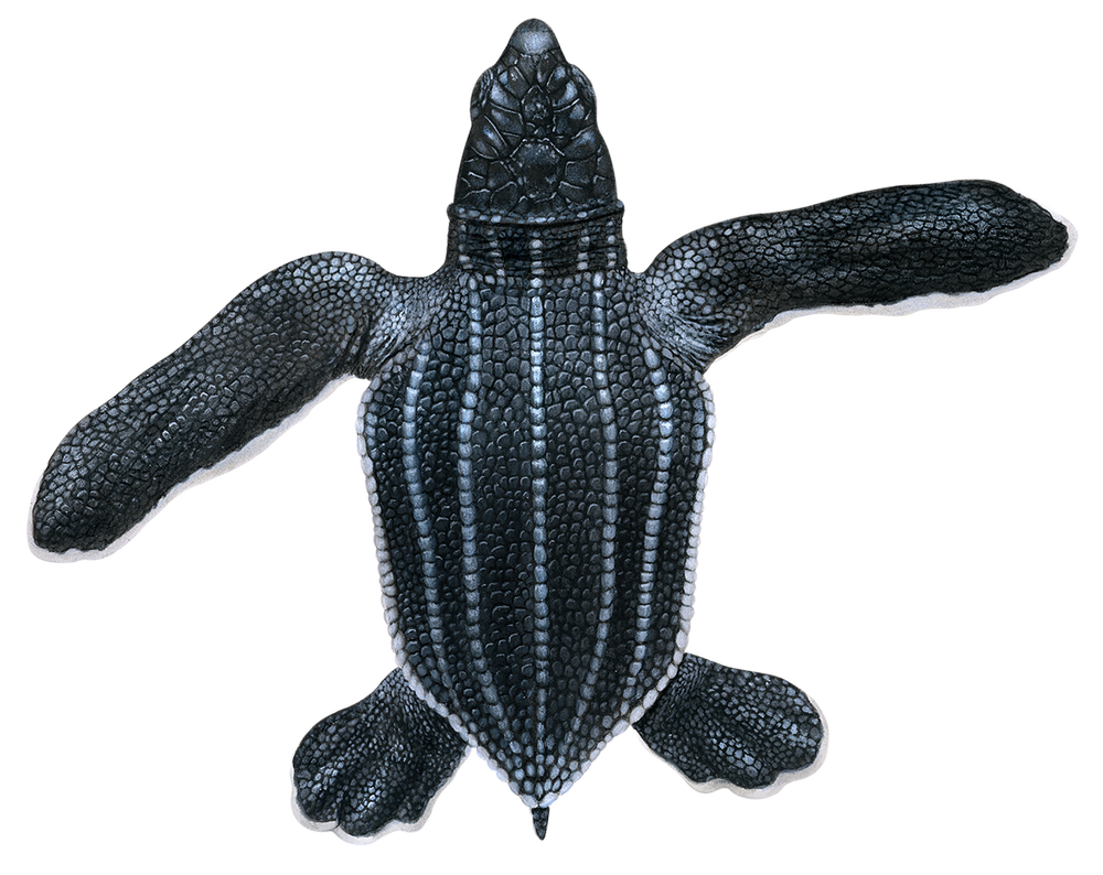 Leatherback Sea Turtles