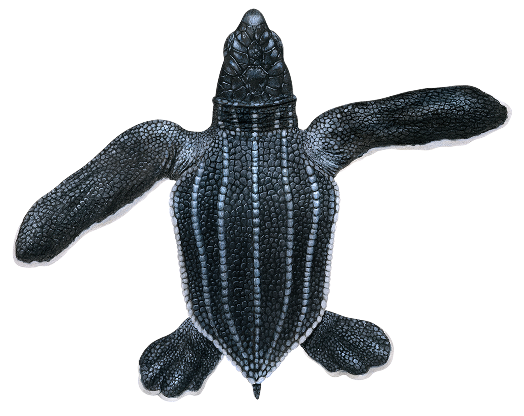 Leatherback — Upwell