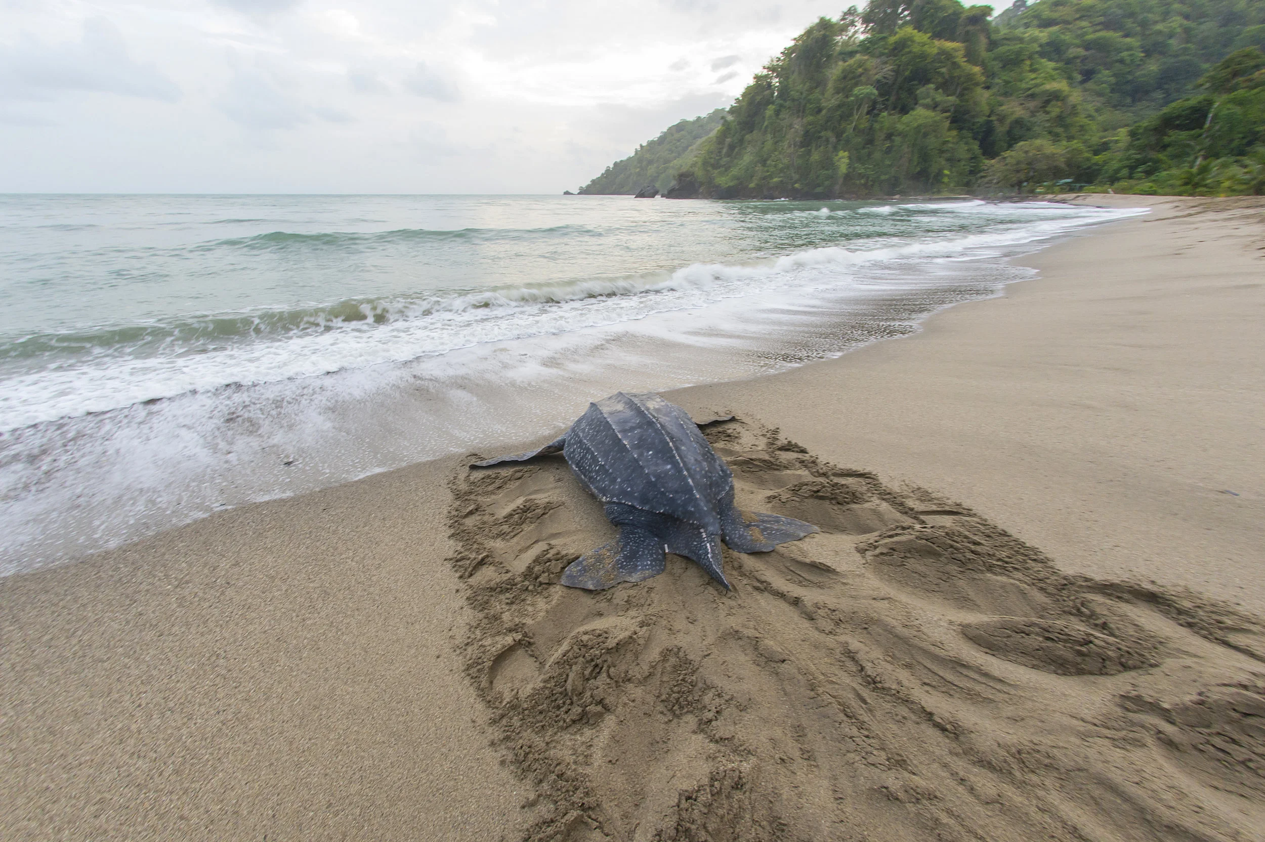 Leatherback — Upwell