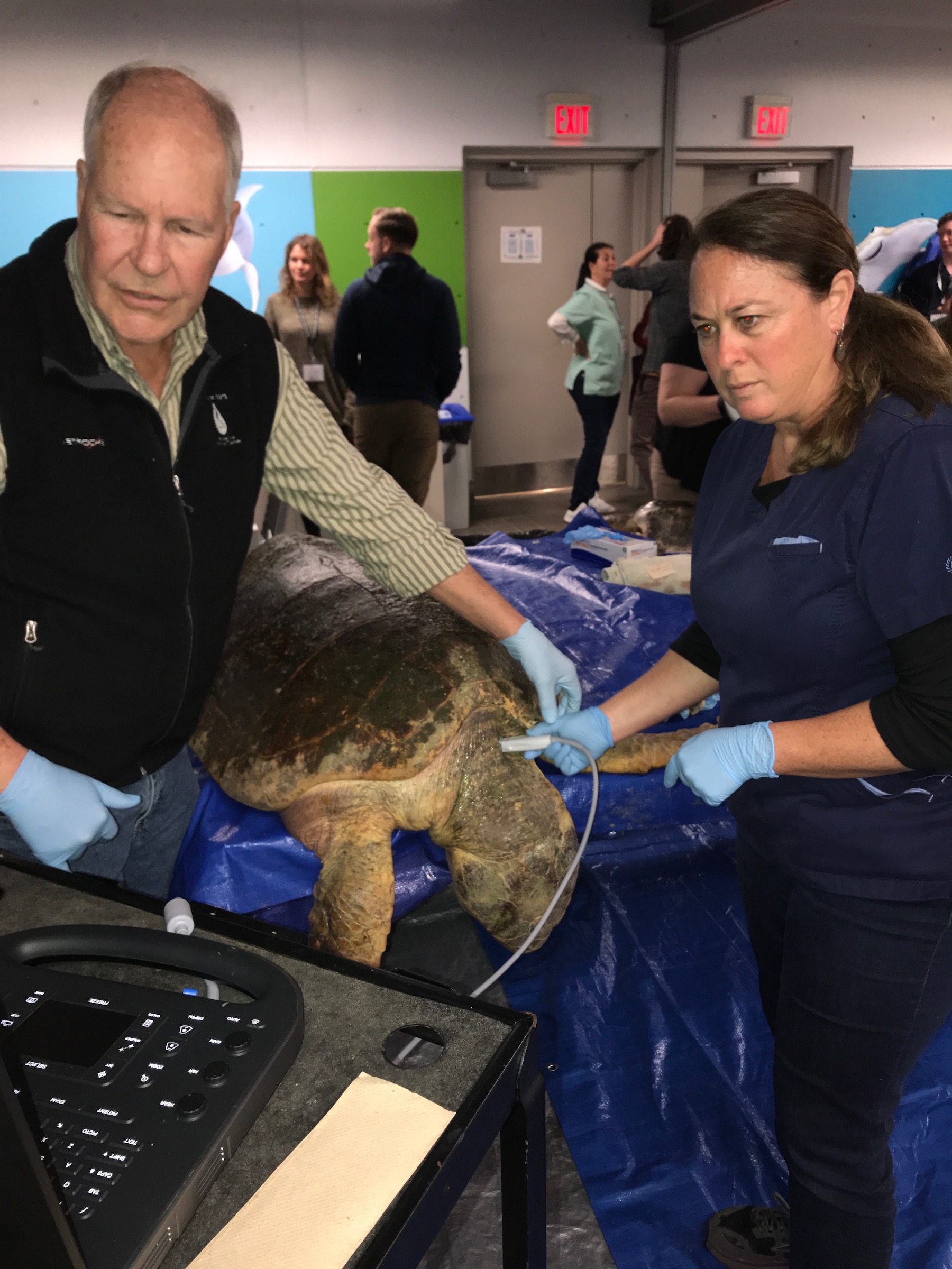 Veterinarians apply diagnostic imaging tools for sea turtle ...