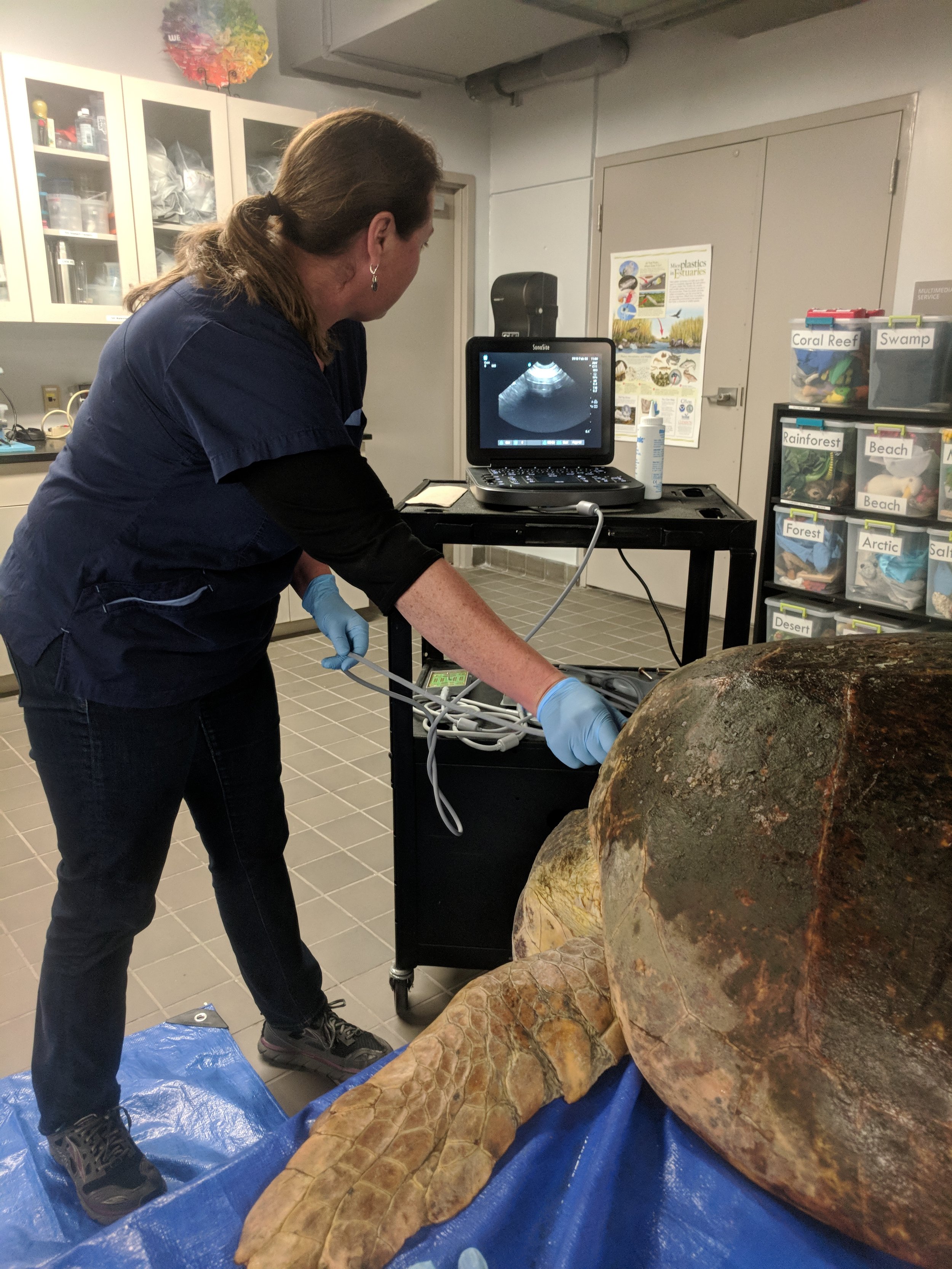 Veterinarians apply diagnostic imaging tools for sea turtle ...