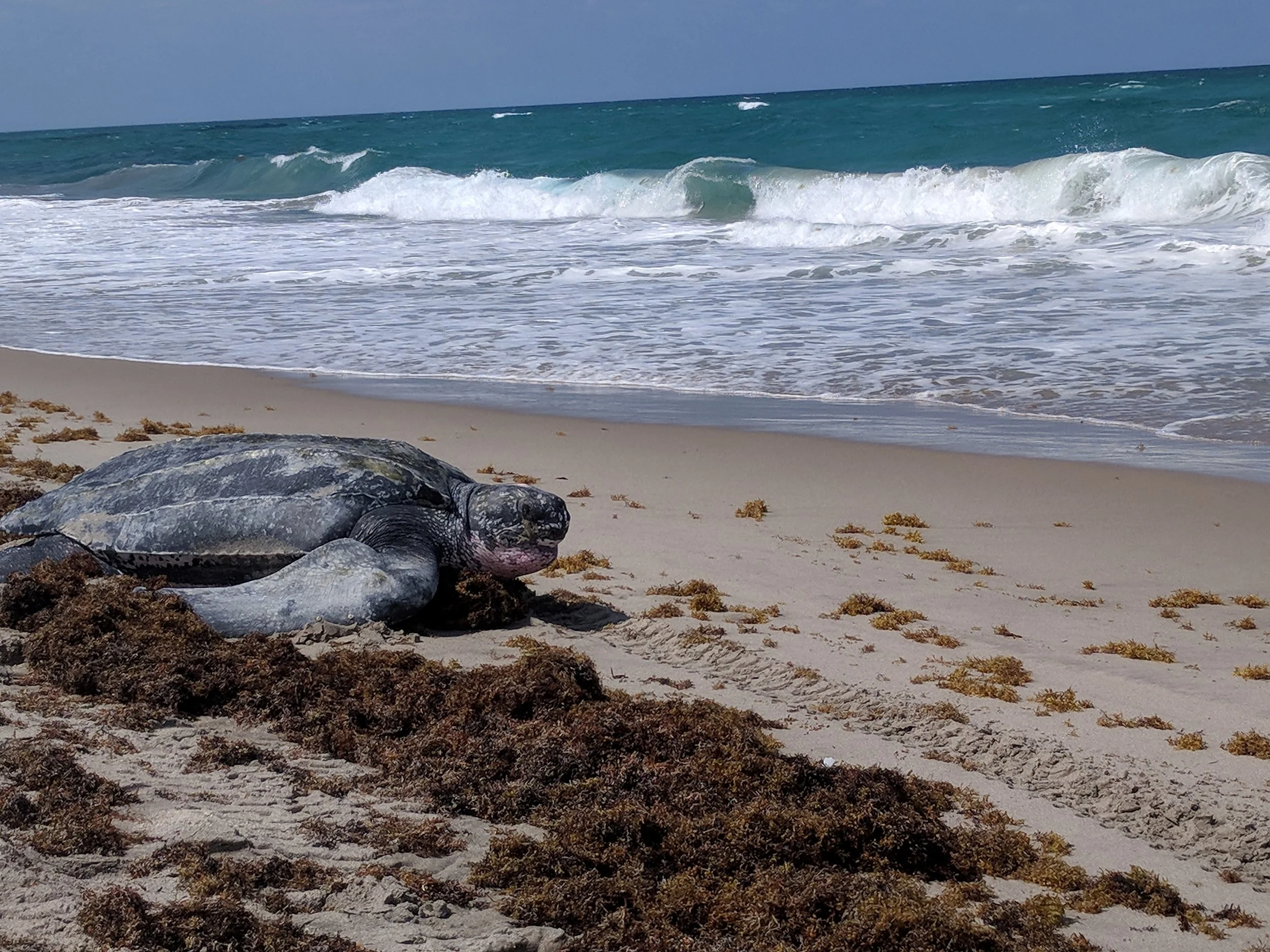 Leatherback Sea Turtles as Sentinels for Ocean Health — Upwell