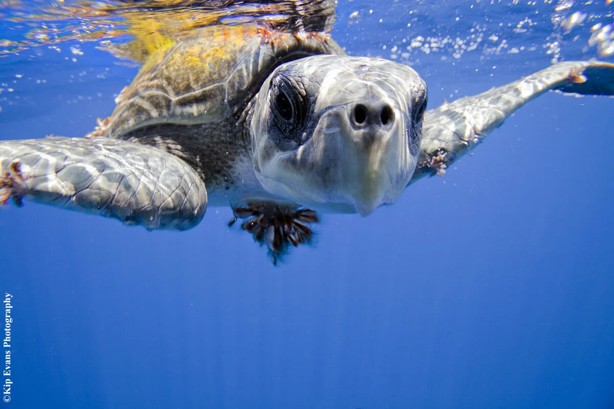 Telling Stories of the Ocean through Photography - Kip Evans — Upwell