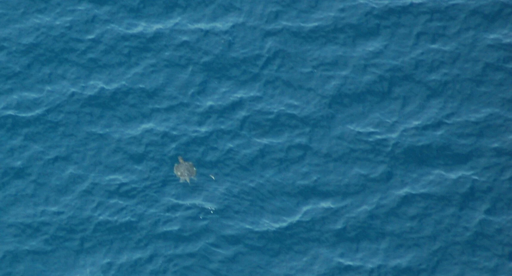 A bird's eye view on sea turtles in La Paz Bay — Upwell