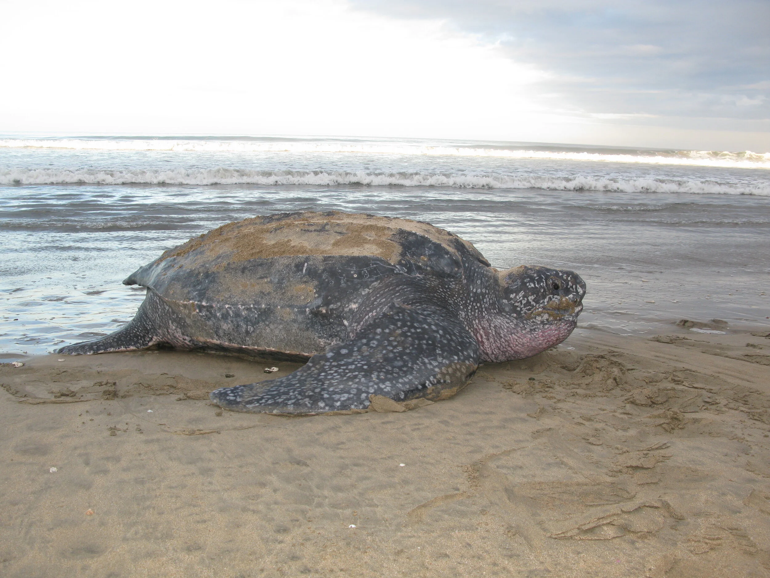 Leatherback Sea Turtle Endangered