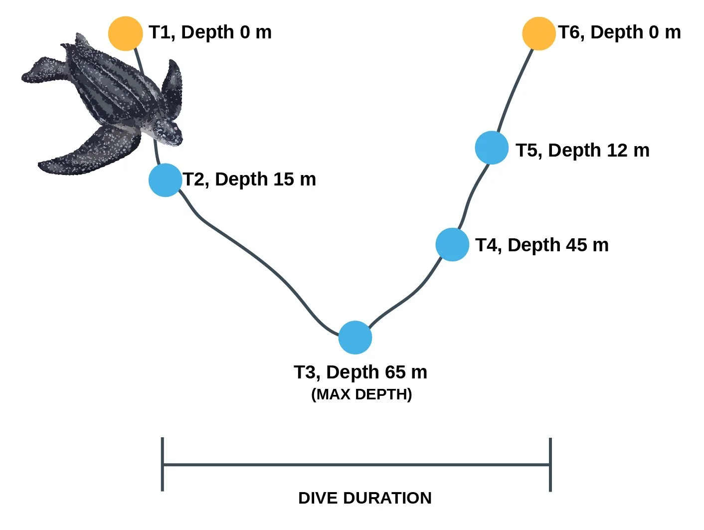Using Machine Learning to Understand Turtles’ Lives at Sea — Upwell