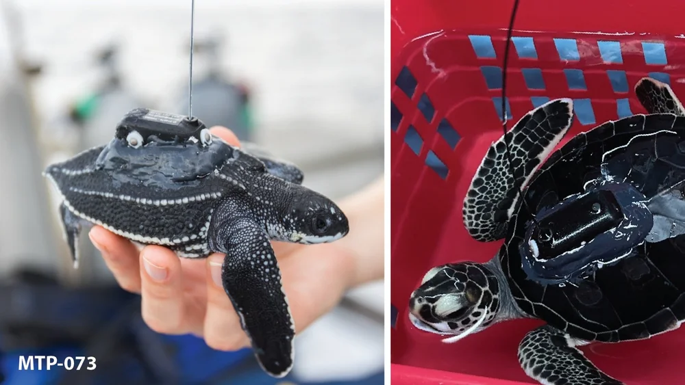 Our Sea Turtle Research Publications — Upwell