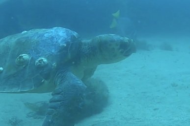 Our Sea Turtle Research Publications — Upwell