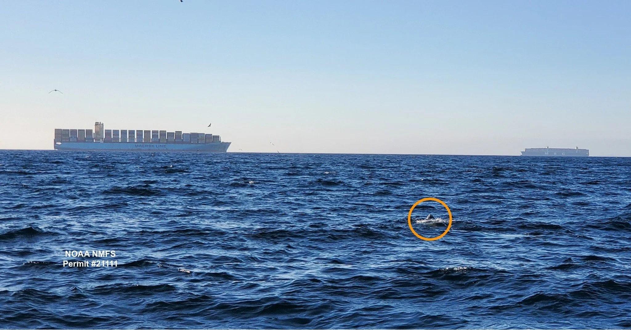 Learn about the impacts of ship strikes on sea turtles — Upwell