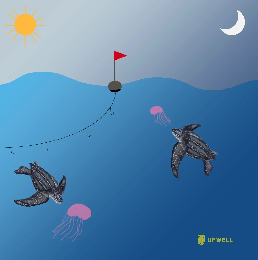 Using Machine Learning to Understand Turtles’ Lives at Sea — Upwell